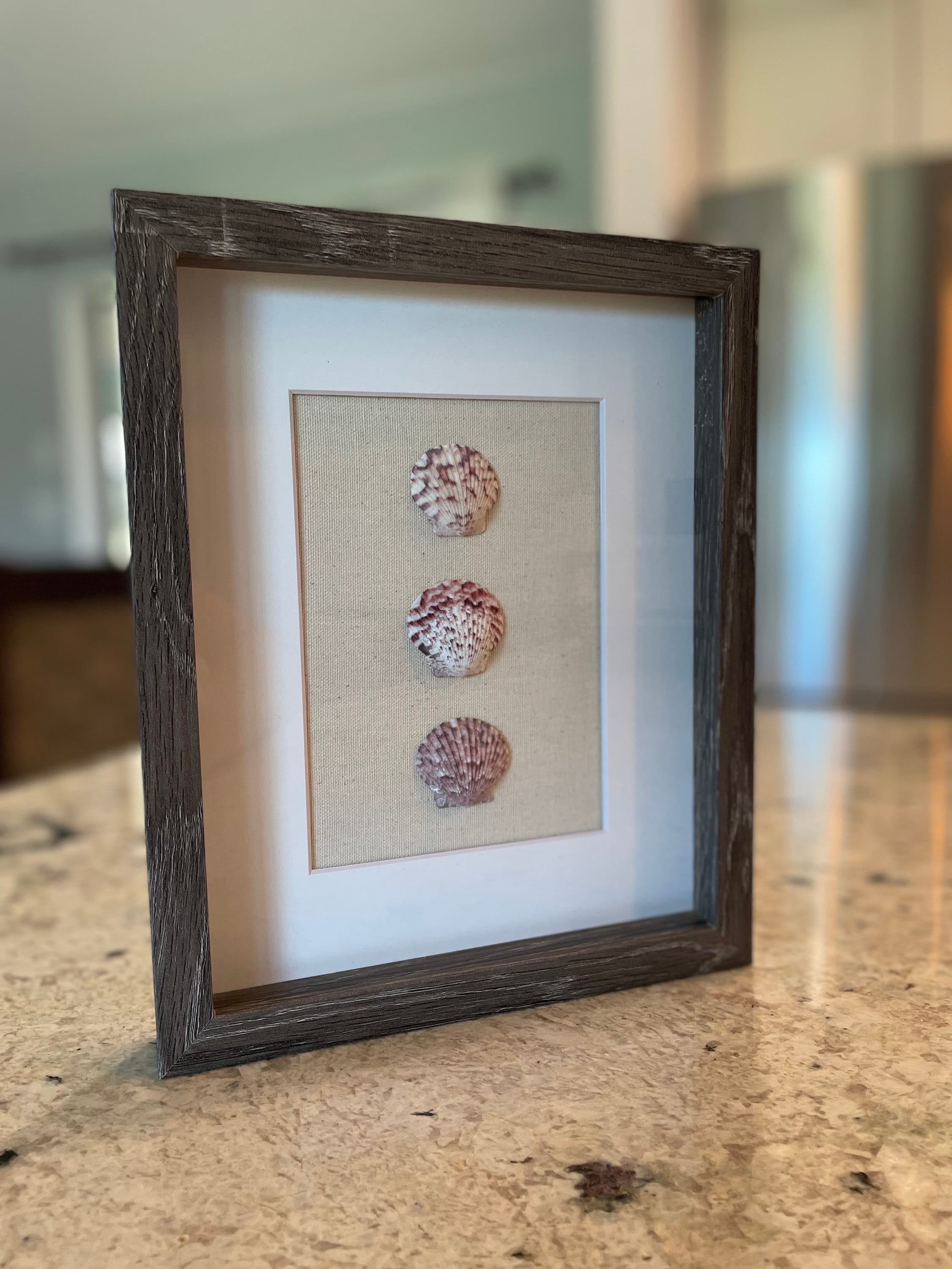 Scallop Trio 8" X 10" Shadowbox in Gray Color & Creme Canvas Background ...