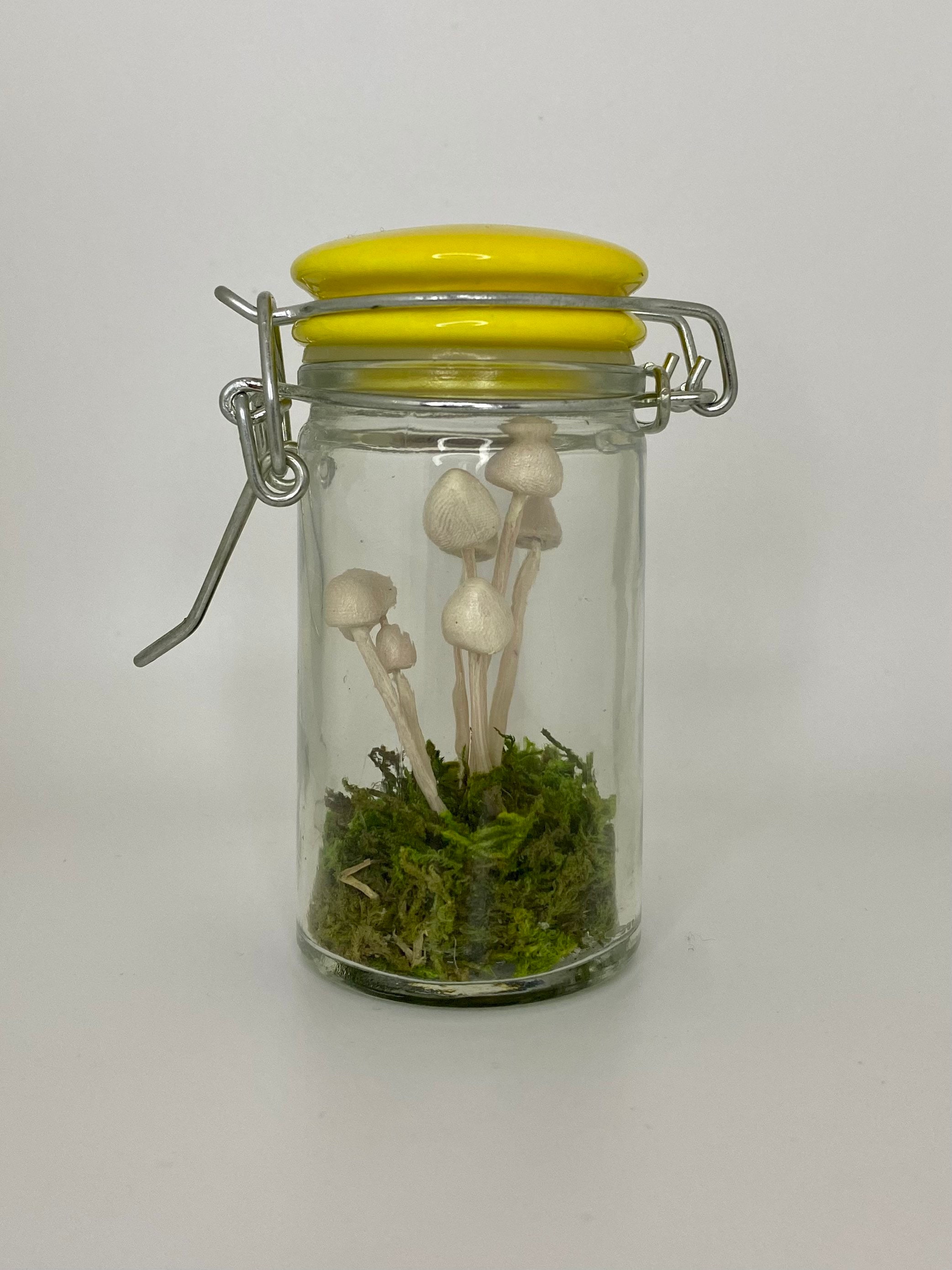 Mushrooms in a Jar - Etsy