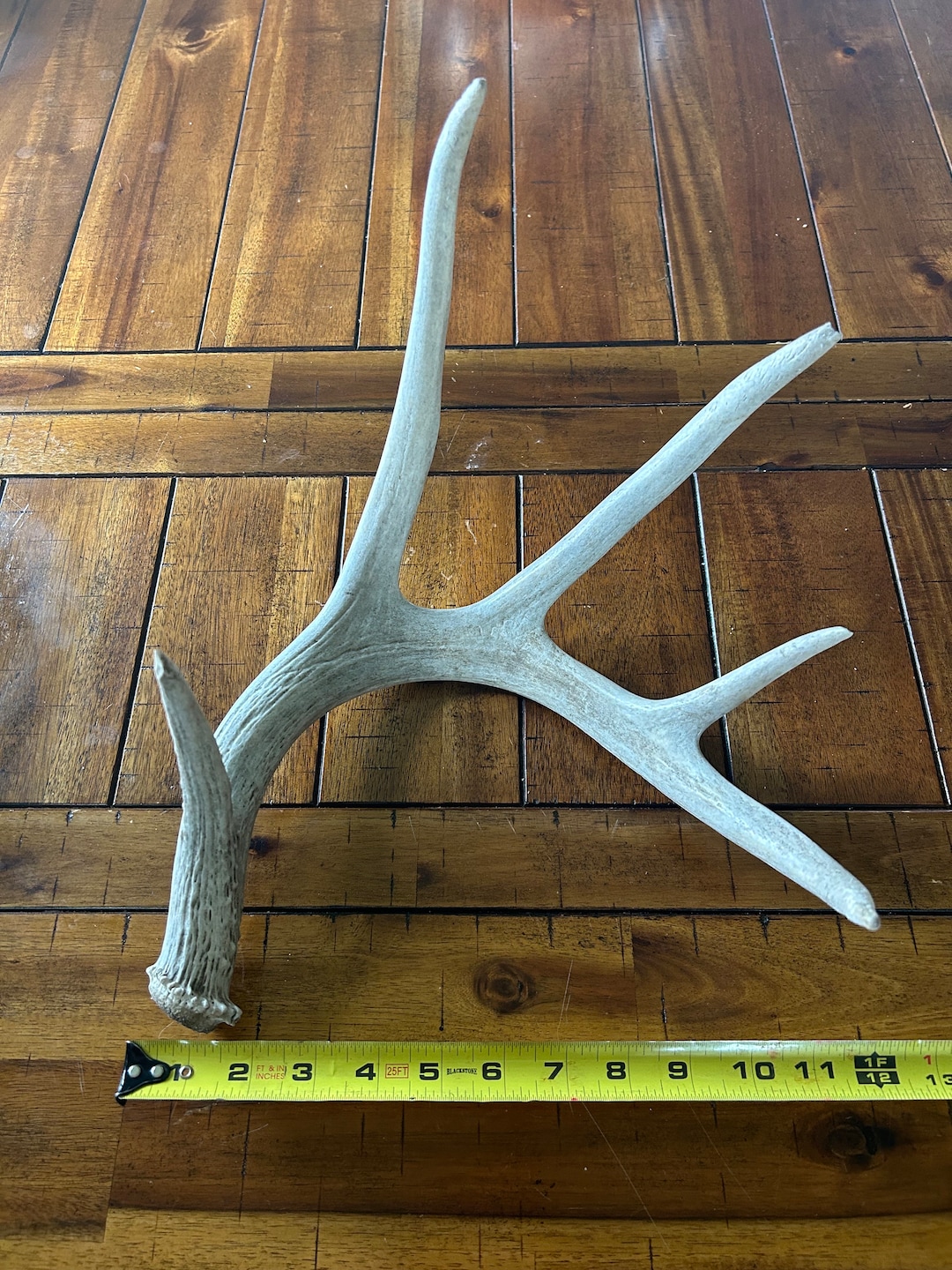 Deer Antlers Sheds Real White Tail Dog Chews - Etsy