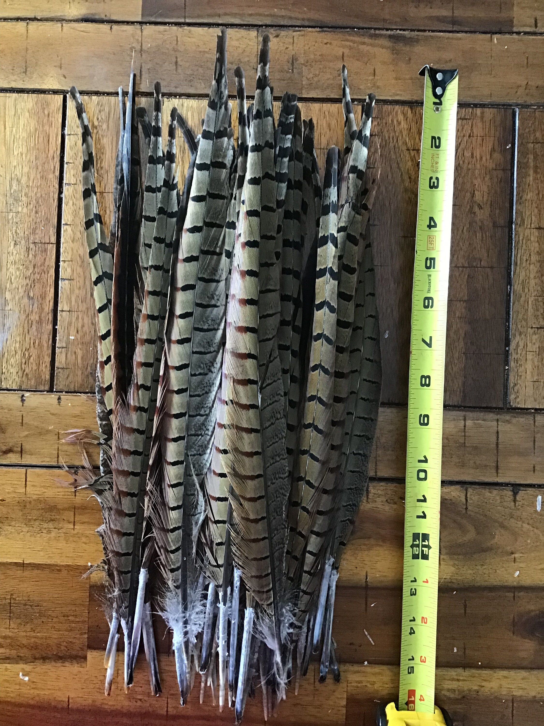 Real Pheasant Feathers Various Sizes - Etsy