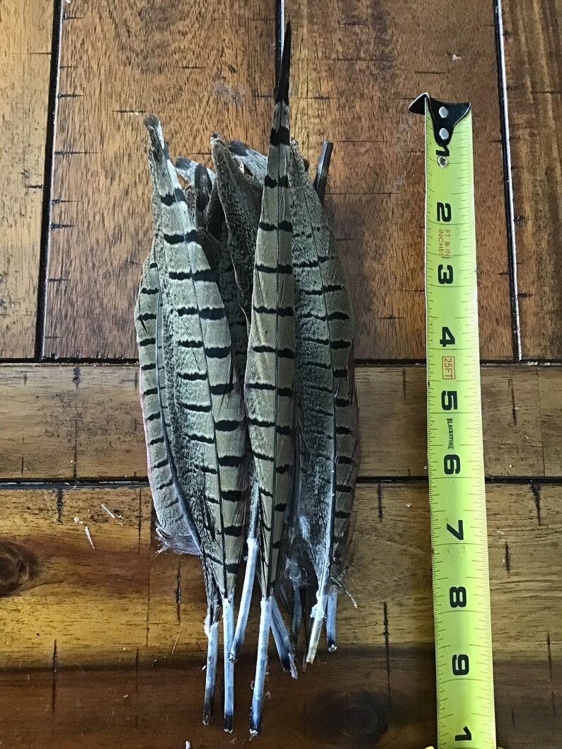 Real Pheasant Feathers Various Sizes - Etsy