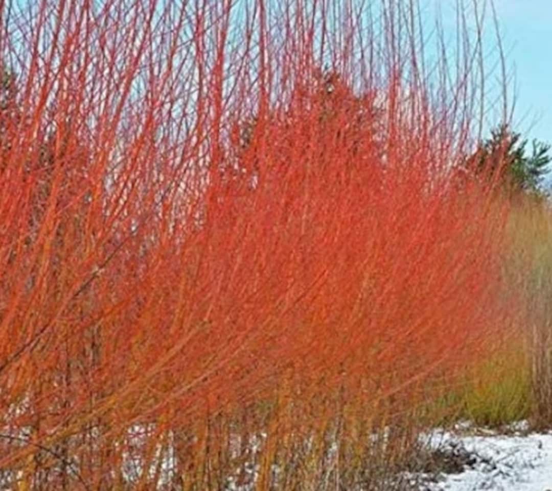 Flame Willow Trees for Planting Virbrant Orange and Red Bark - Etsy