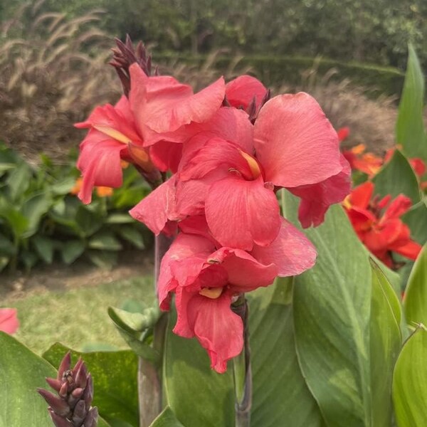 Pink Canna Lily - Etsy