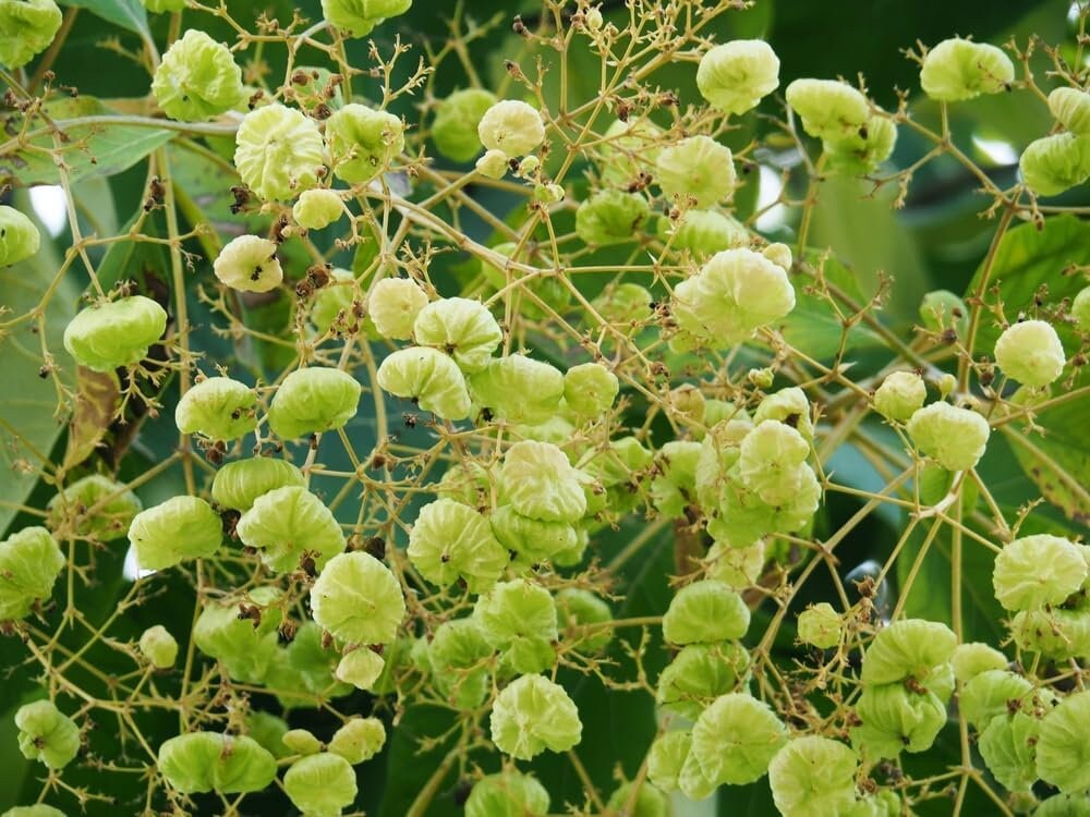 Teak Tree Fruit