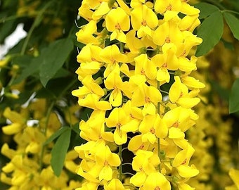 Seeds for Planting Laburnum Anagyroides Seeds Golden Chain - Etsy