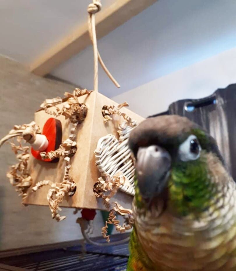 Foraging Box for Birds Rabbit Rats Small Animals Natural - Etsy