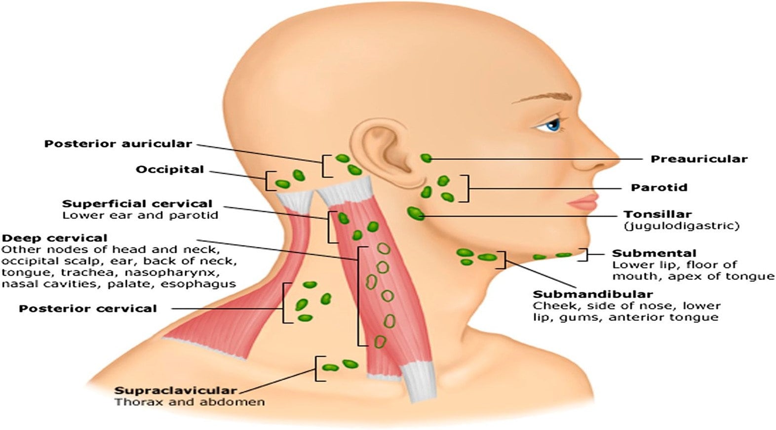 Occipital Lymph Node Back Of Head Occipital Lymph Node Back Of Head