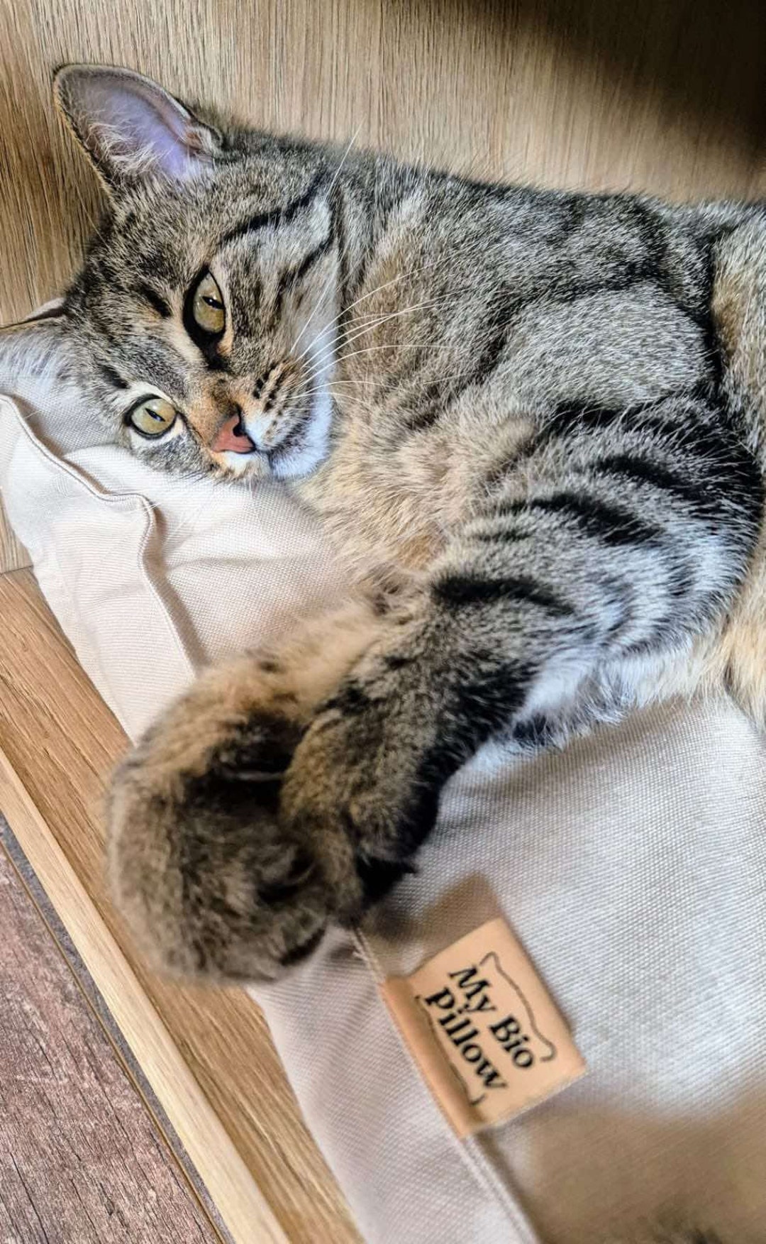 Cat Dog Bed Millet Husks Filling, Organic Natural Comfy Pets Bed ...