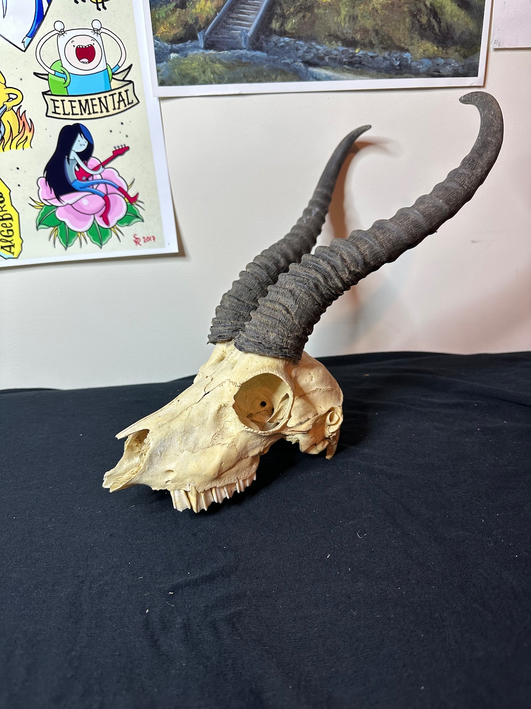 Vintage African Springbok Skull - Etsy