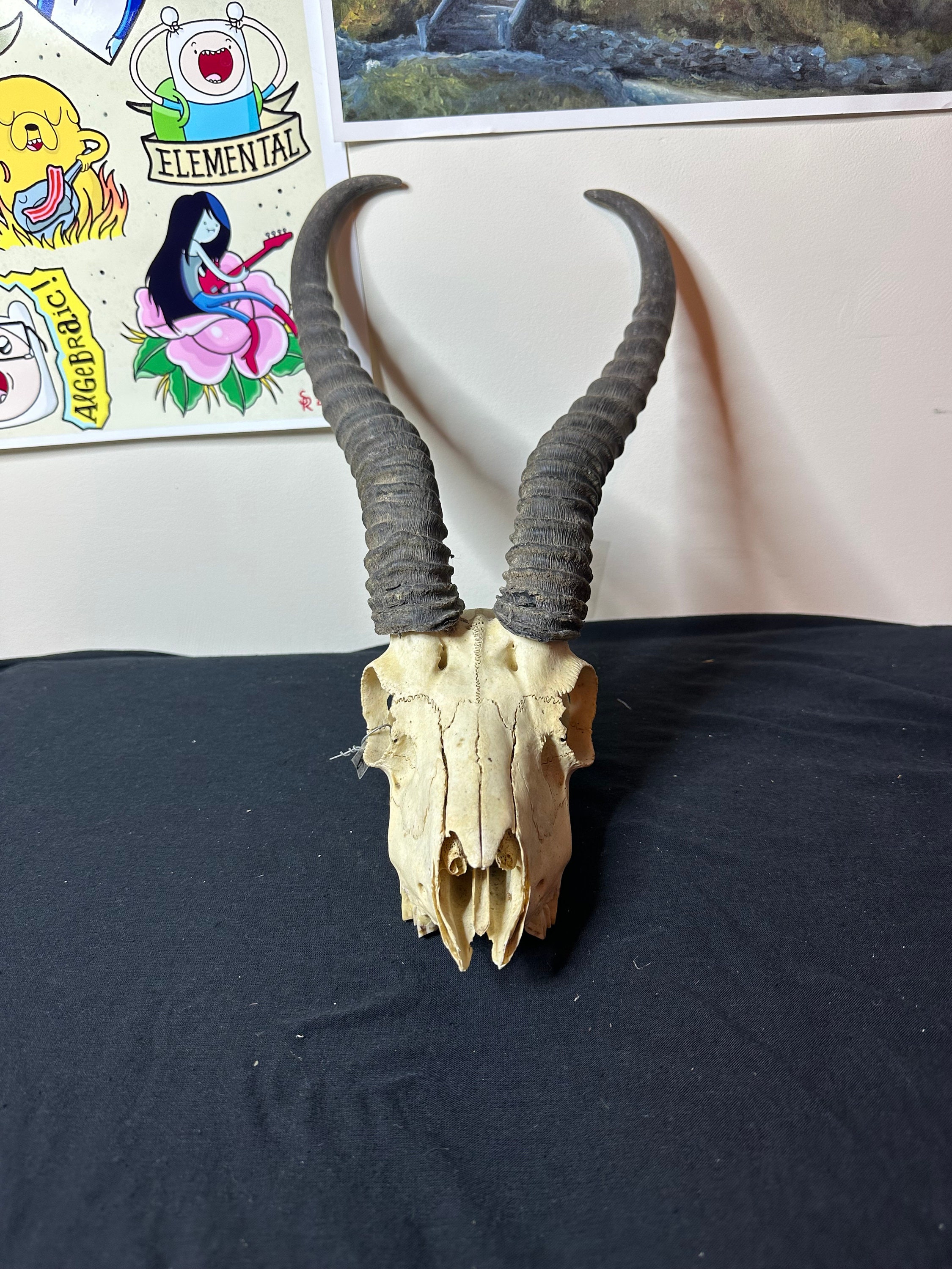 Vintage African Springbok Skull - Etsy