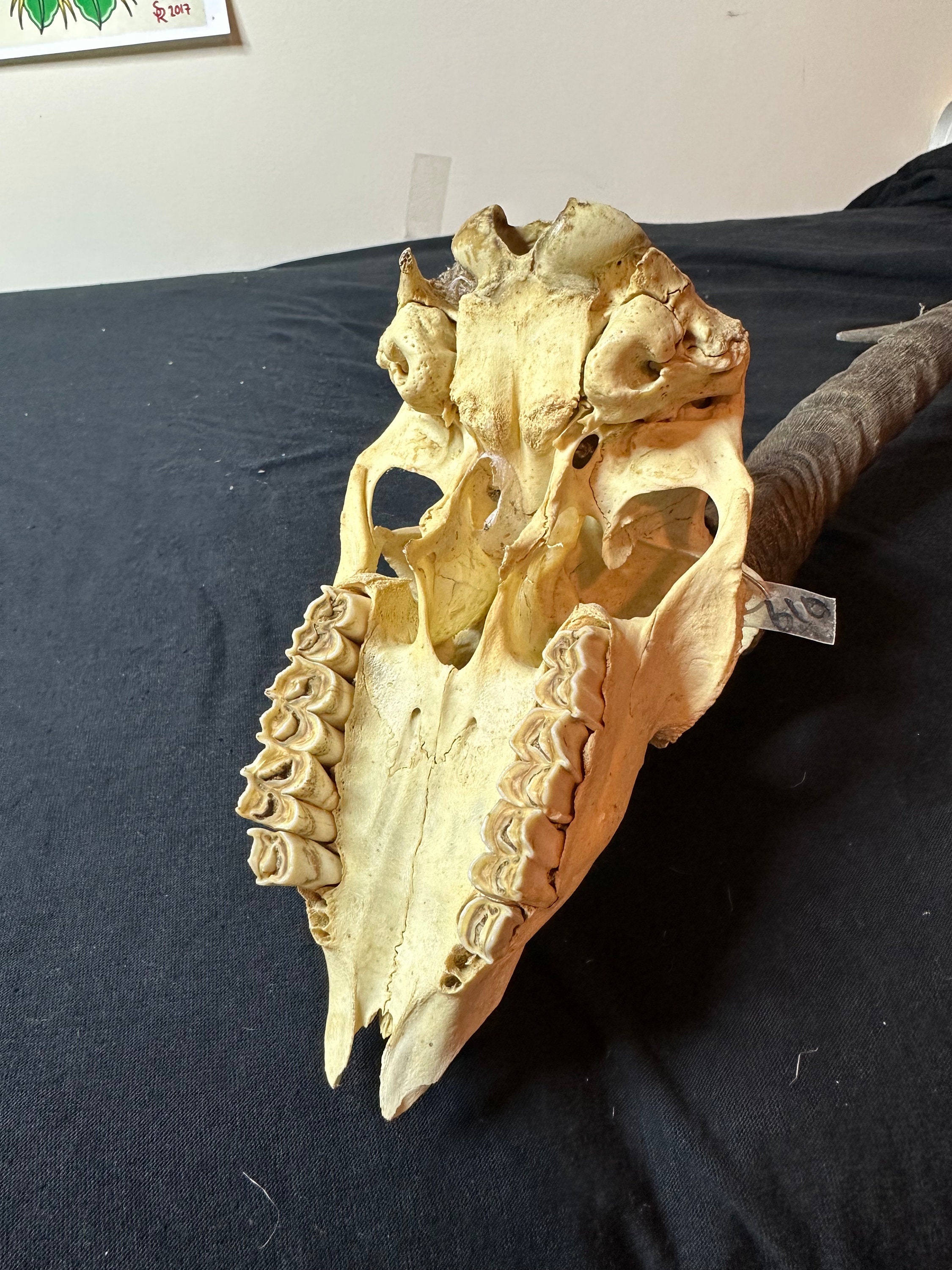 Vintage African Springbok Skull - Etsy