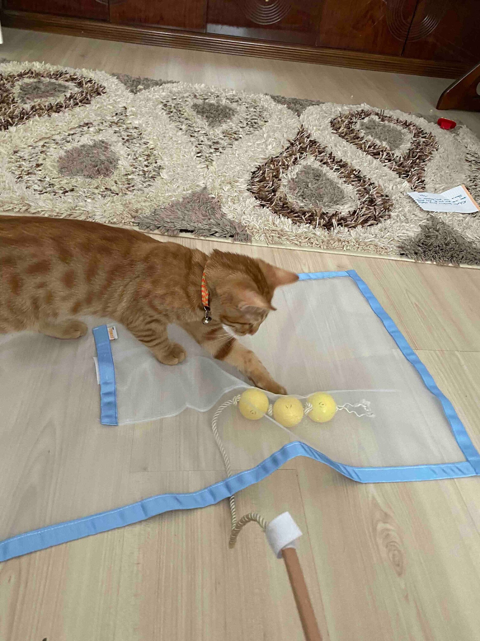 Interactive Magic Cat Toys, Game Balls for Cats, Cat Lover Gift ...