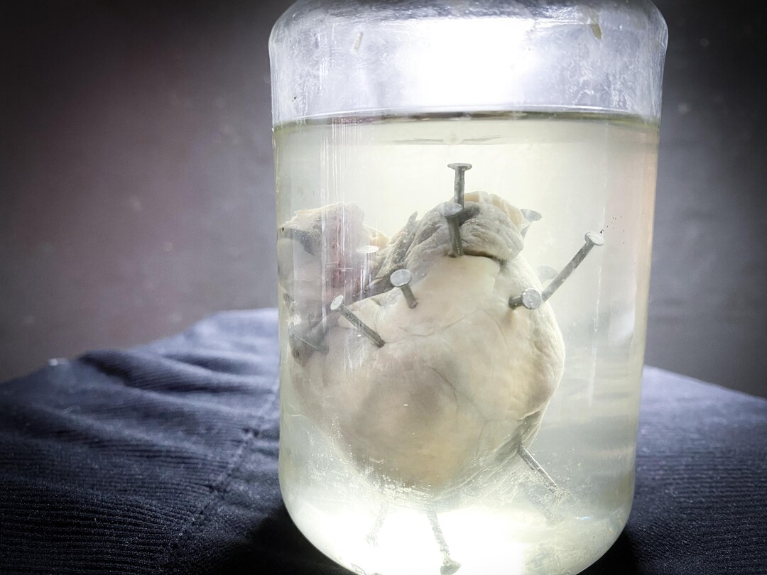 Stuck/pierced Heart Wet Specimen - Etsy UK