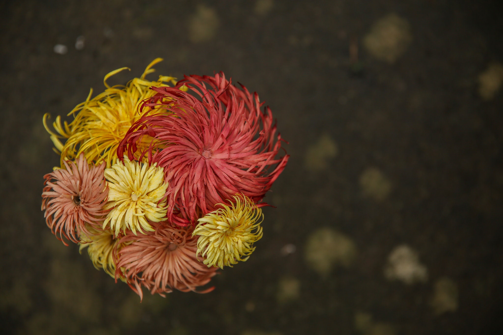 Wooden Flowers carved the Traditional Romani/gypsy Way - Etsy UK