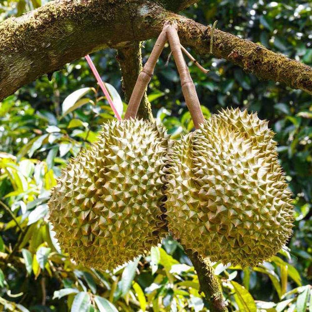 Durian Tree Fruit