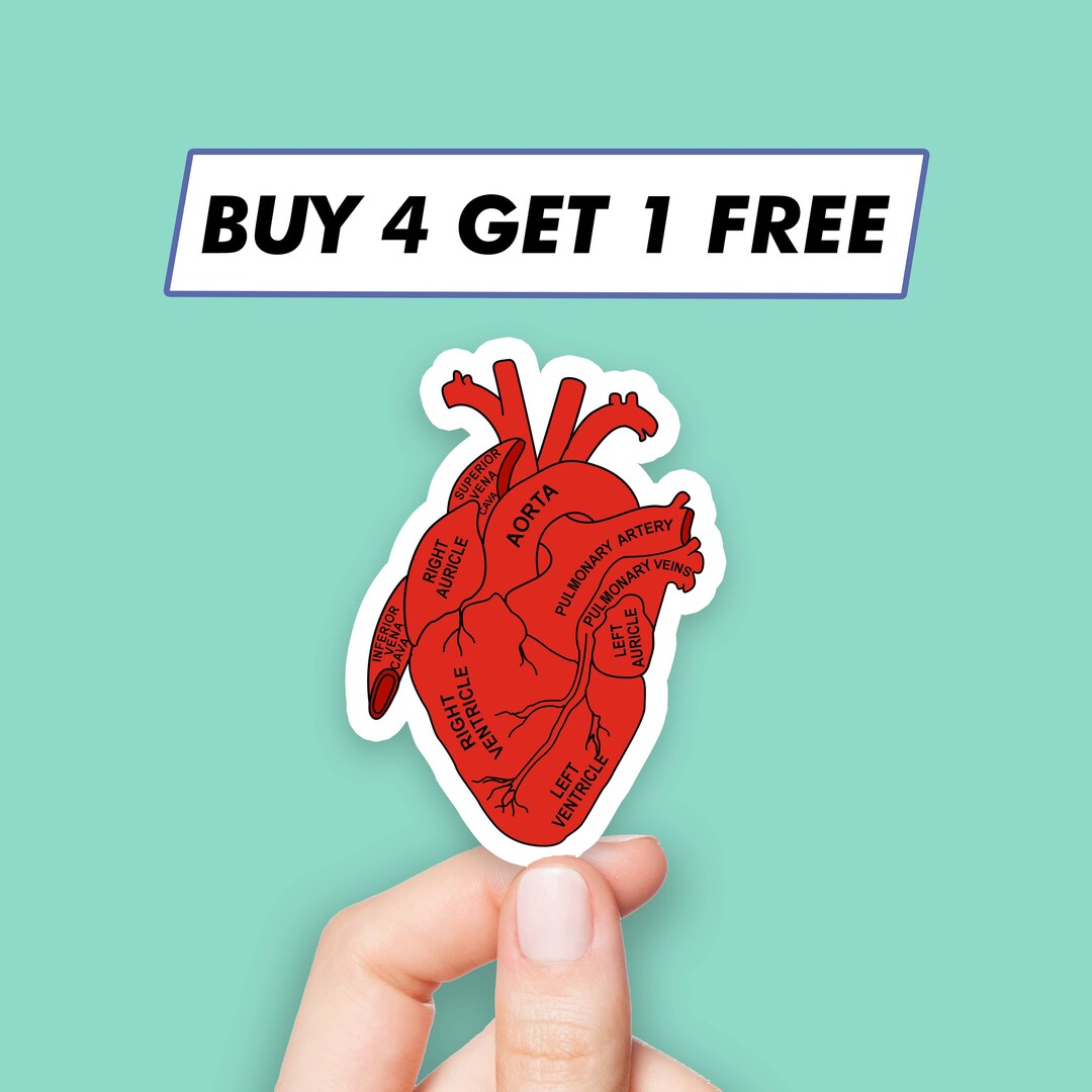 Anatomical Heart Sticker Cool Anatomy Stickers Laptop Stickers ...