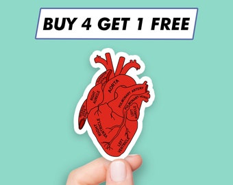Labeled Heart Diagram Sticker Hand-drawn Anatomy Sticker Medical ...
