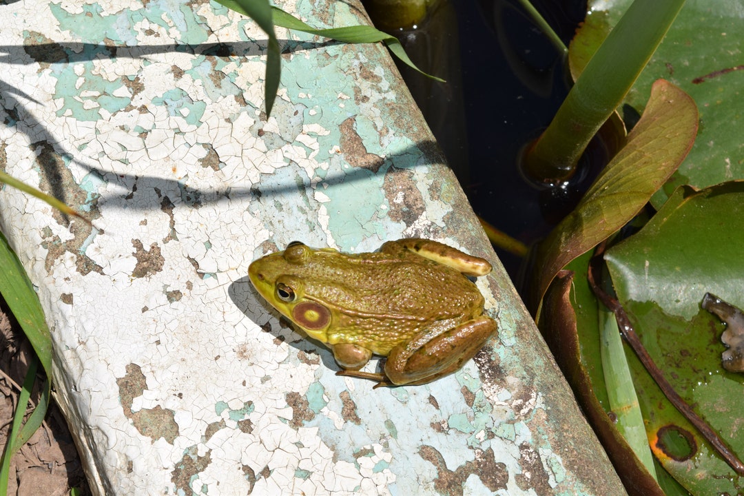 Frog - Bermuda - Framed Photo - Etsy