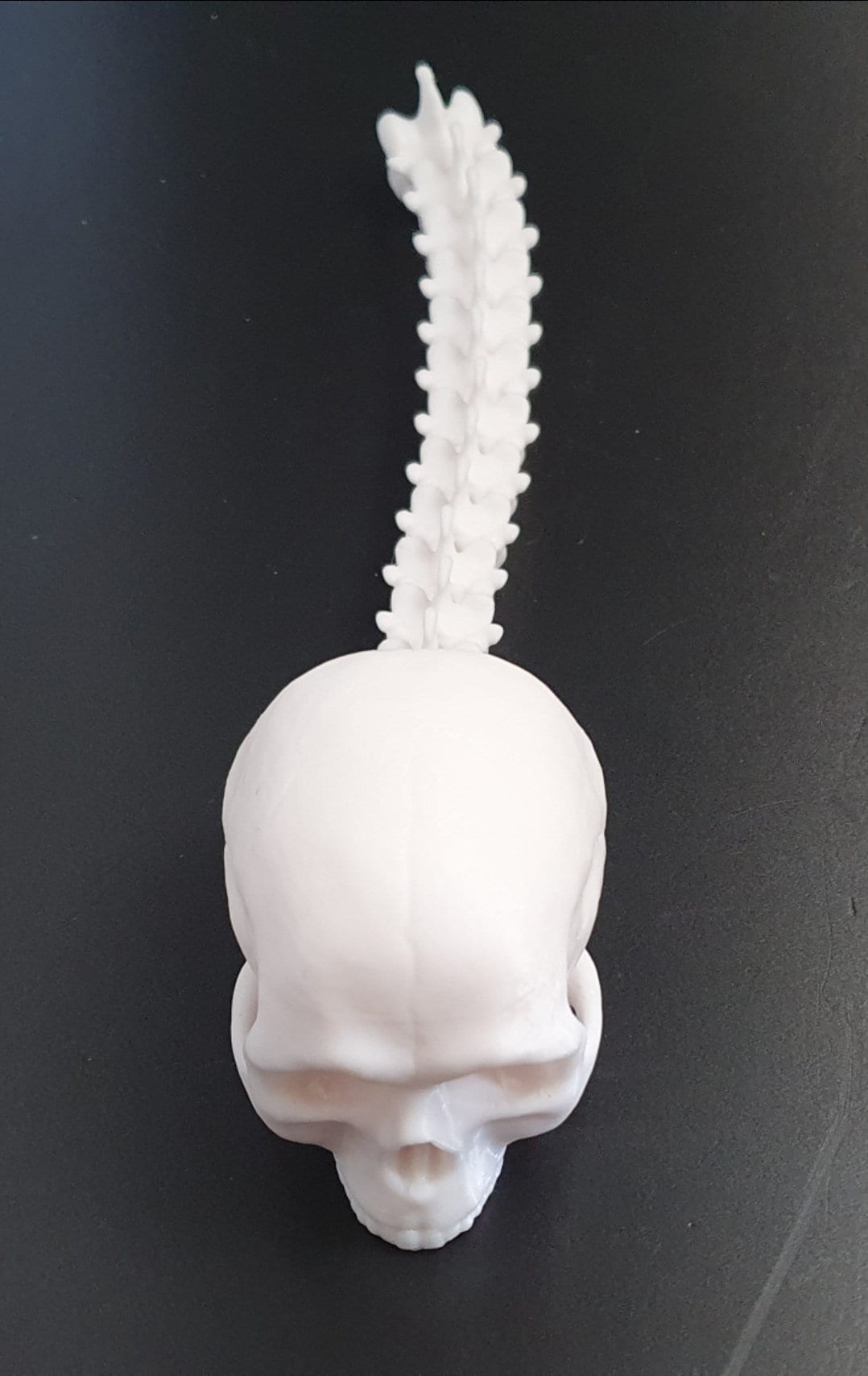 Predator Hunting Skull Trophy Articulated Tiktok Articulated | Etsy