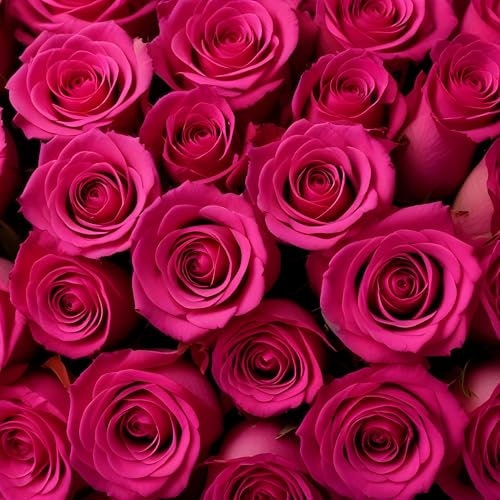 100 Fresh Hot Pink Roses Arabella Bouquets Bulk Flowers for Delivery ...
