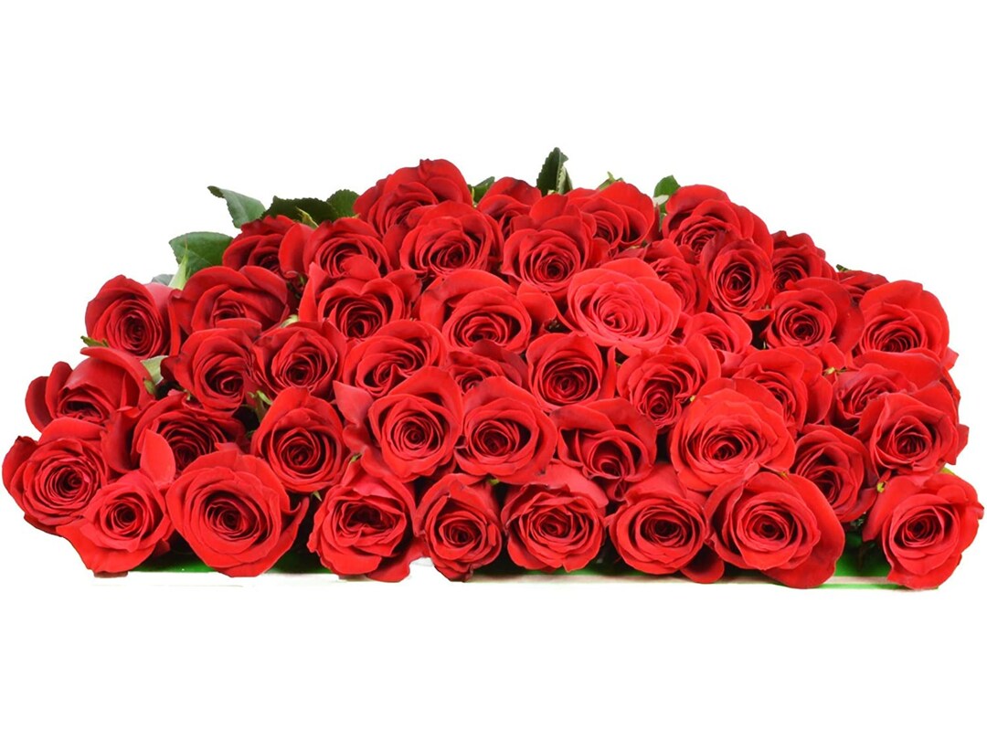 50 Stem Red Roses by Arabella Bouquets (bulk Fresh Cut Flowers) - Etsy