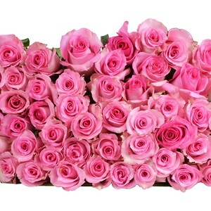 50 Stem Pink Roses by Arabella Bouquets (bulk Fresh Cut Flowers) - Etsy