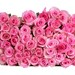 50 Stem Pink Roses by Arabella Bouquets bulk Fresh Cut - Etsy