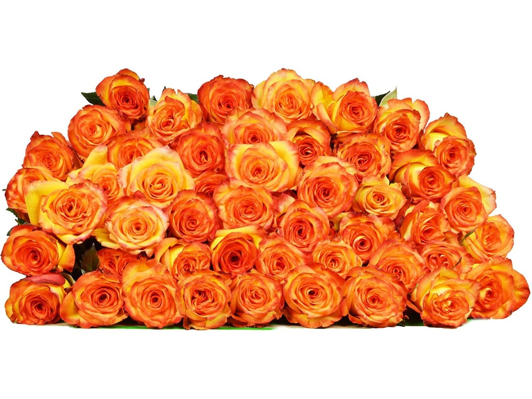 50 Stem Yellow Roses by Arabella Bouquets (bulk Fresh Cut Flowers) - Etsy