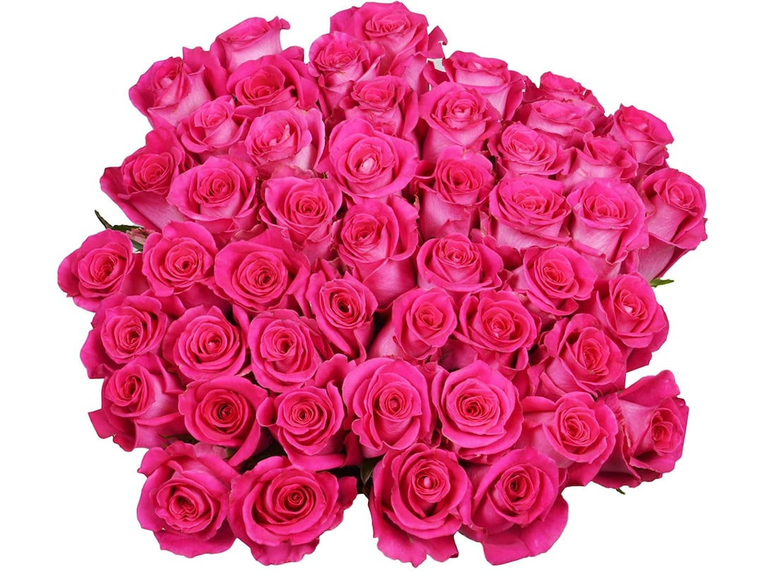 50 Stem Hot Pink Roses by Arabella Bouquets (bulk Fresh Cut Flowers) - Etsy