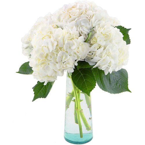12 Stem White Hydrangea by Arabella Bouquets bulk Fresh Cut - Etsy