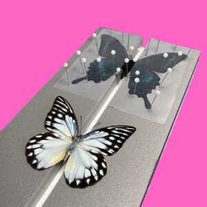 Flat Butterfly Spreading Mounting Board High Density Foam Entomology ...