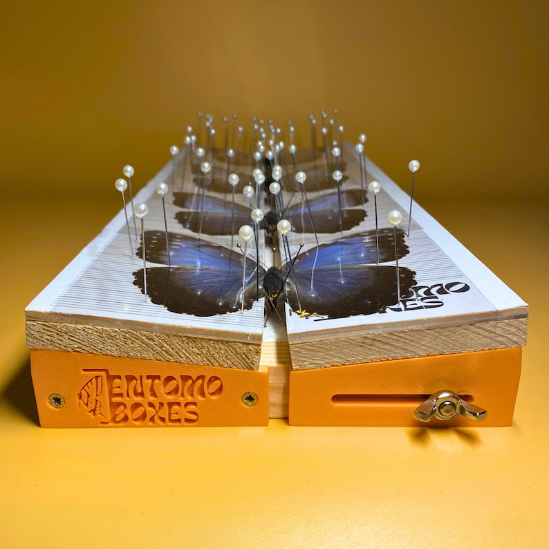 Adjustable Balsa Wood Spreading Board for Butterflies and Moths ...