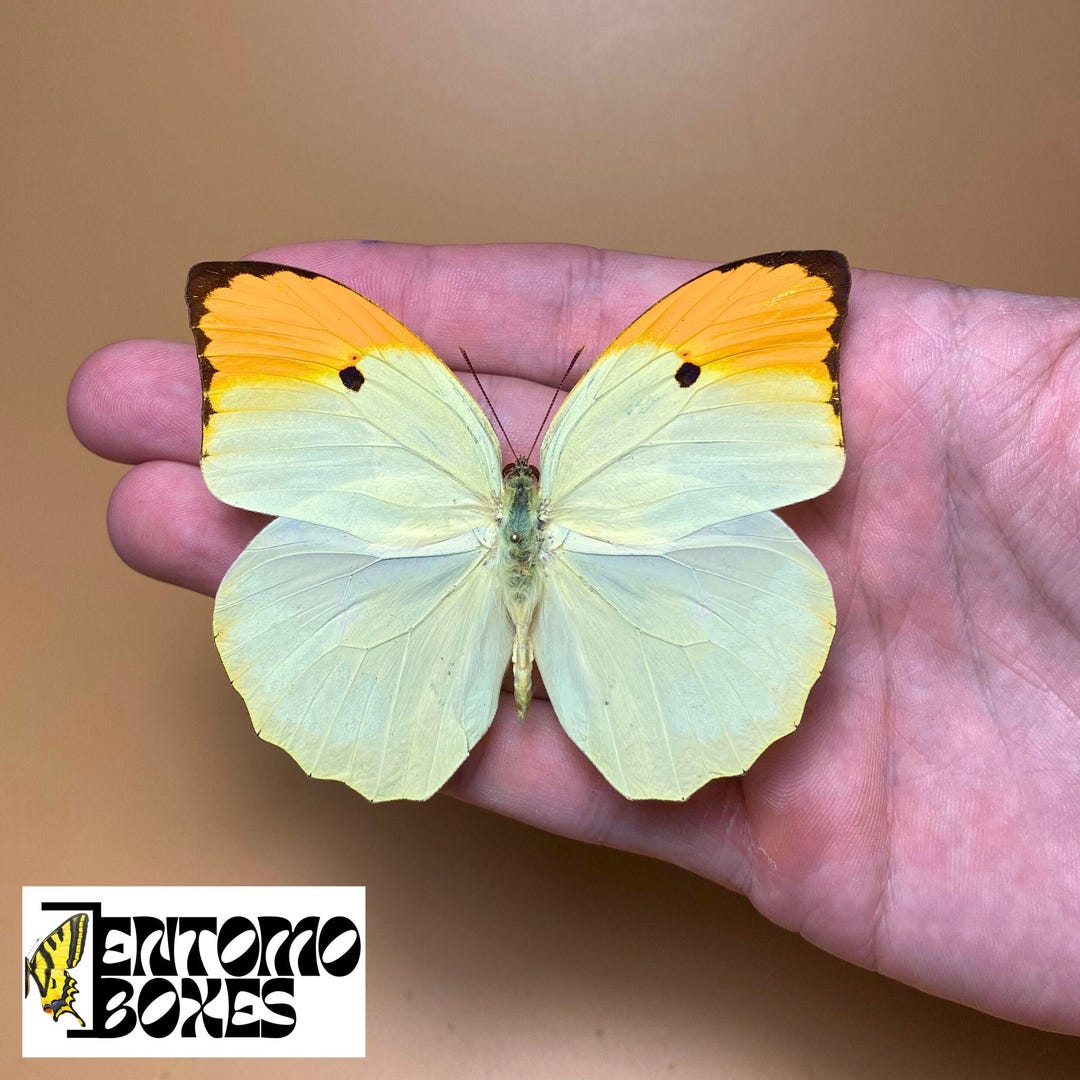 Real Anteos Menippe Yellow Orange Tropical Butterfly Taxidermy ...