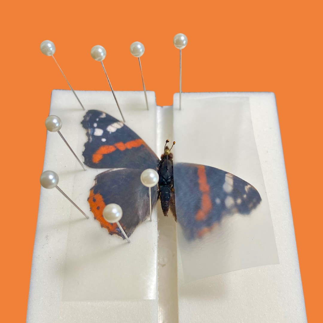 Self Healing Foam Spreading Mounting Board for Butterflies, Moths - Etsy