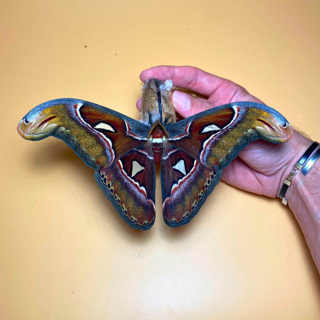 Atlas Moth Real Moth Taxidermy Entomology - Etsy