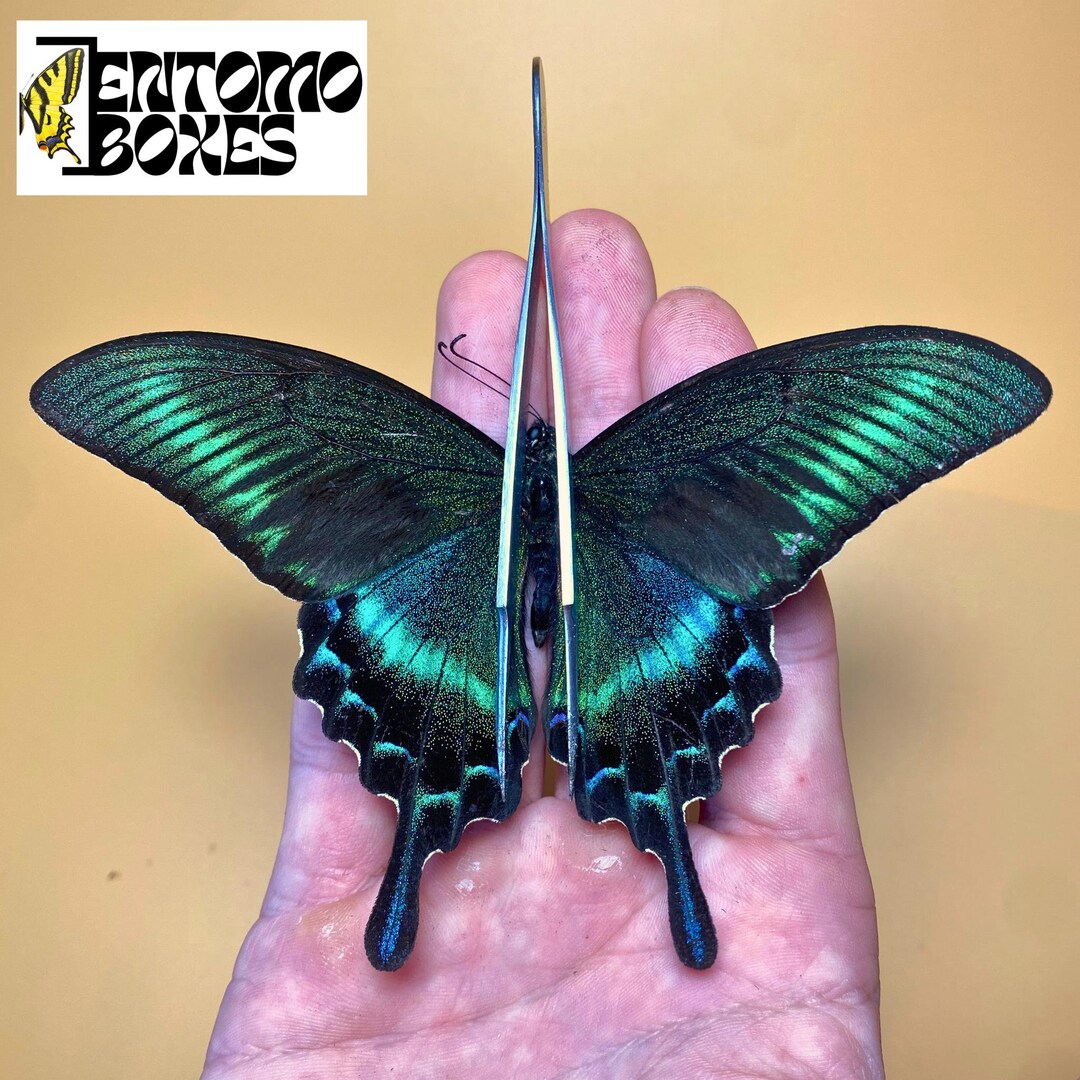 Papilio Maackii the Alpine Black Swallowtail Tropical Dry Papered ...