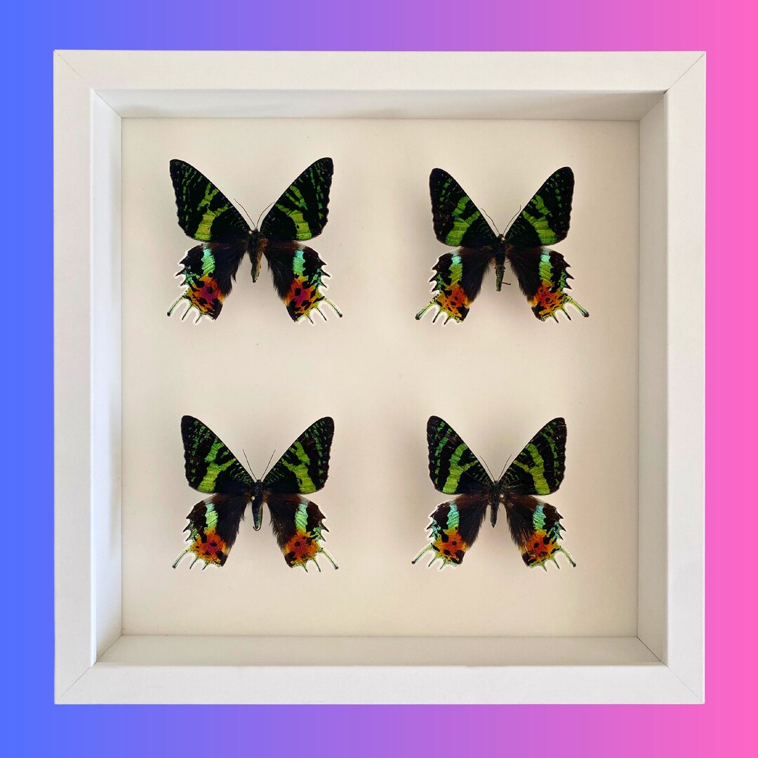 Madagascar Sunset Moths in Display Frame Entomology Taxidermy - Etsy