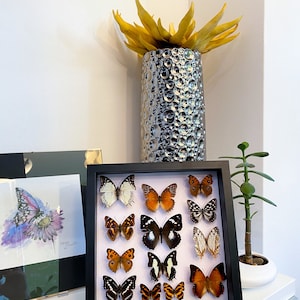 Insect Display Frame for Entomology Collection - Etsy