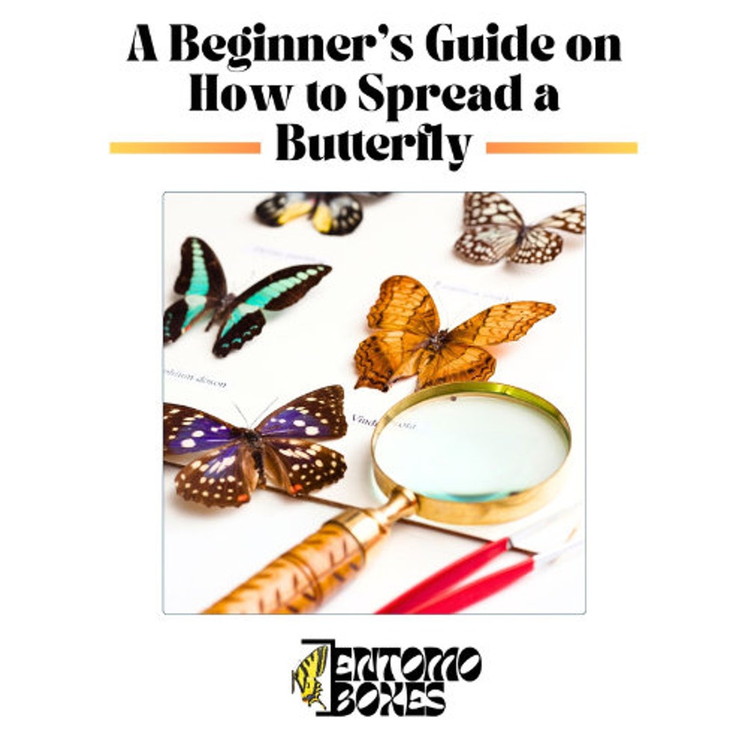 Butterfly Pinning Guide Comprehensive Manual on How to Spread ...
