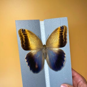 BIG Angled Spreading Boards for Large Tropical Butterflies and Moths ...