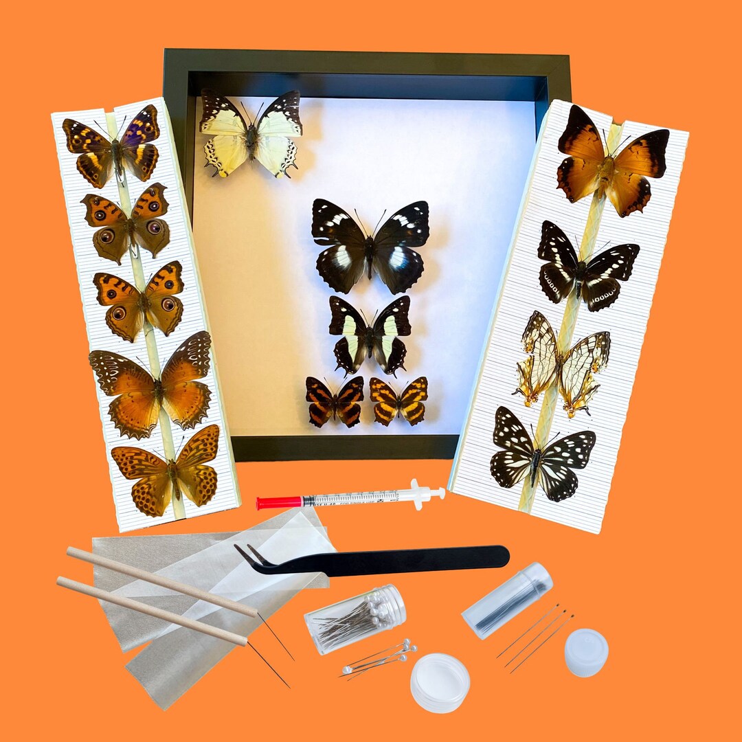 Butterfly Collection Kit With Display Frame and Free Guide - Etsy
