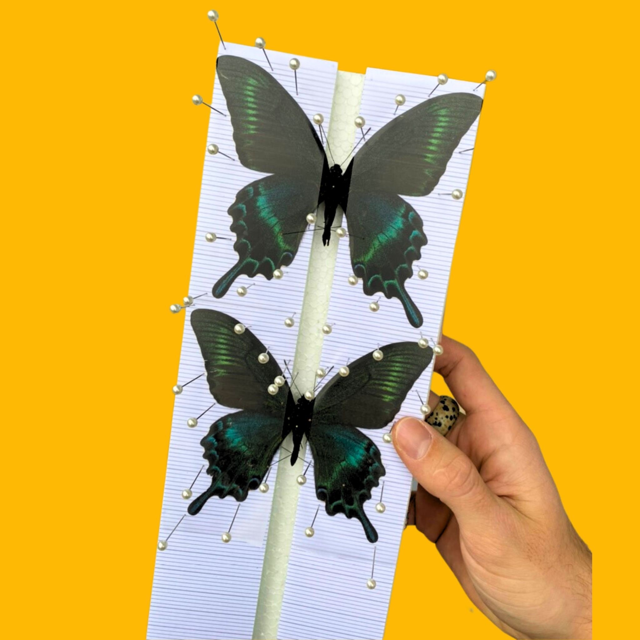 Butterfly Moth Spreading Board With Grid Sticker Taxidermy - Etsy