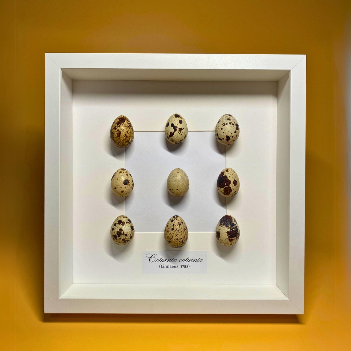 The Common Quail Empty Egg Shells in Frame for Home Decor - Etsy