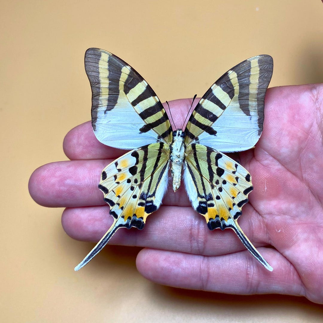 Real Graphium the Five-bar Swordtail Pinned Butterfly Entomology Taxidermy - Etsy