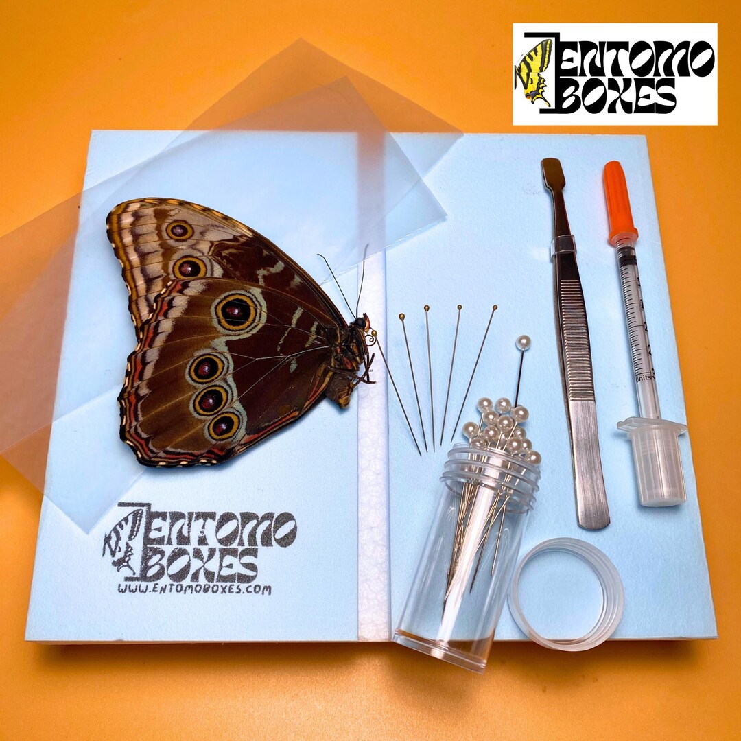 Morpho Blue Butterfly All in One KIT for Entomology Taxidermy ...