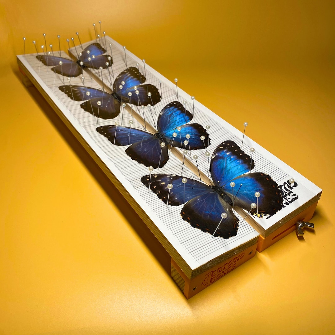 Adjustable Balsa Wood Spreading Board for Butterflies and Moths ...