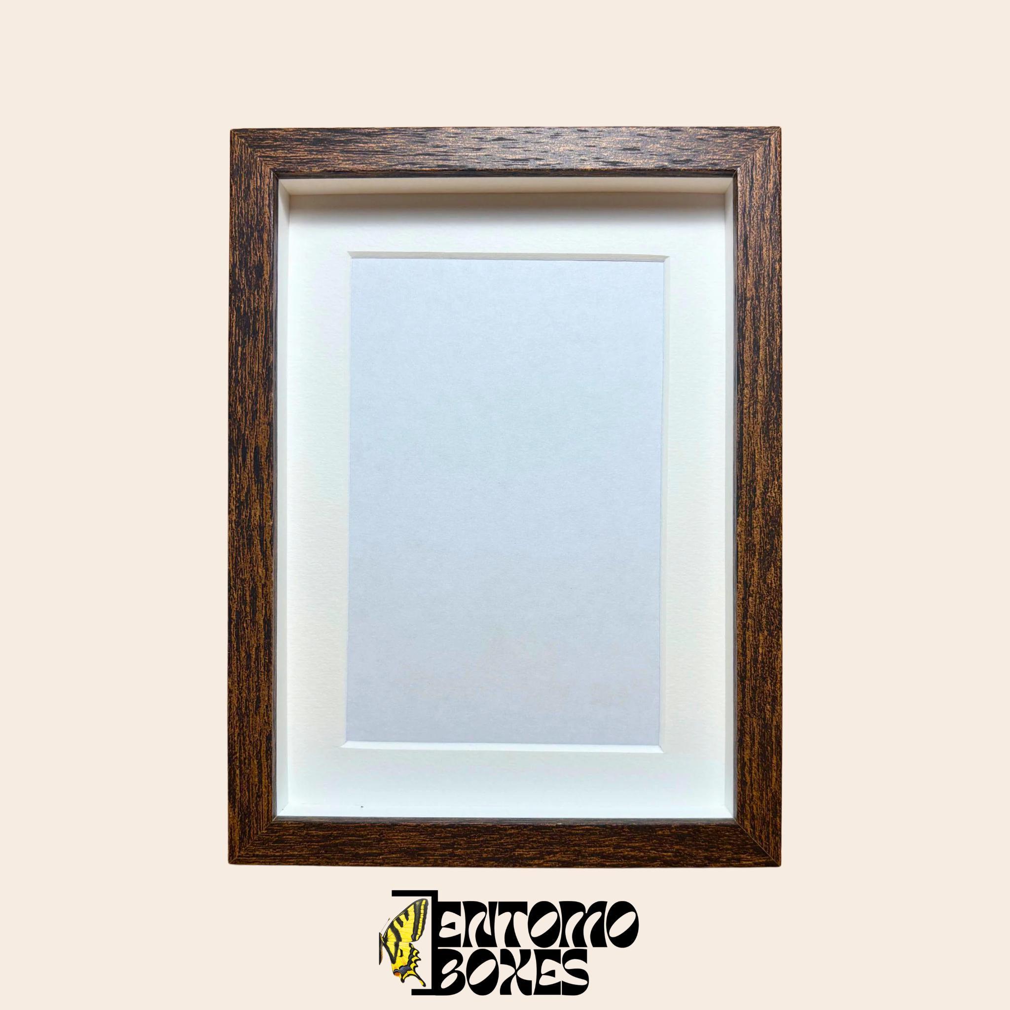 DEEP Shadow Boxes Frames for Insect Butterflies Display for Entomology ...