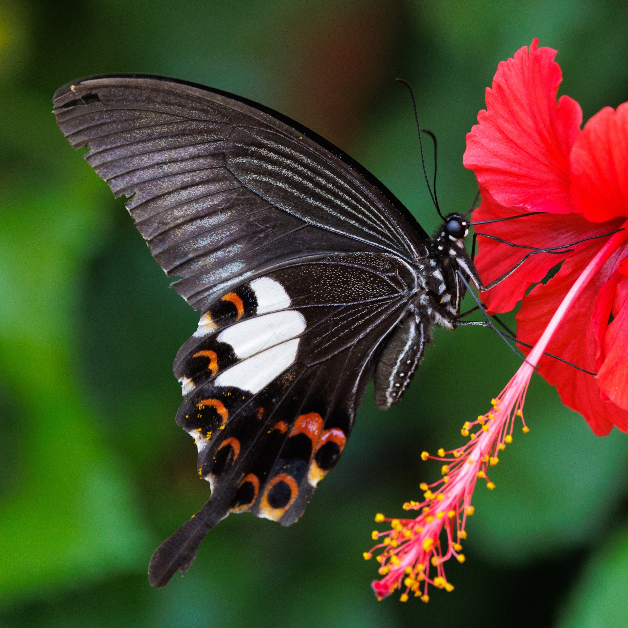 Papilio Helenus the Red Helen Swallowtail Tropical Dry Papered ...