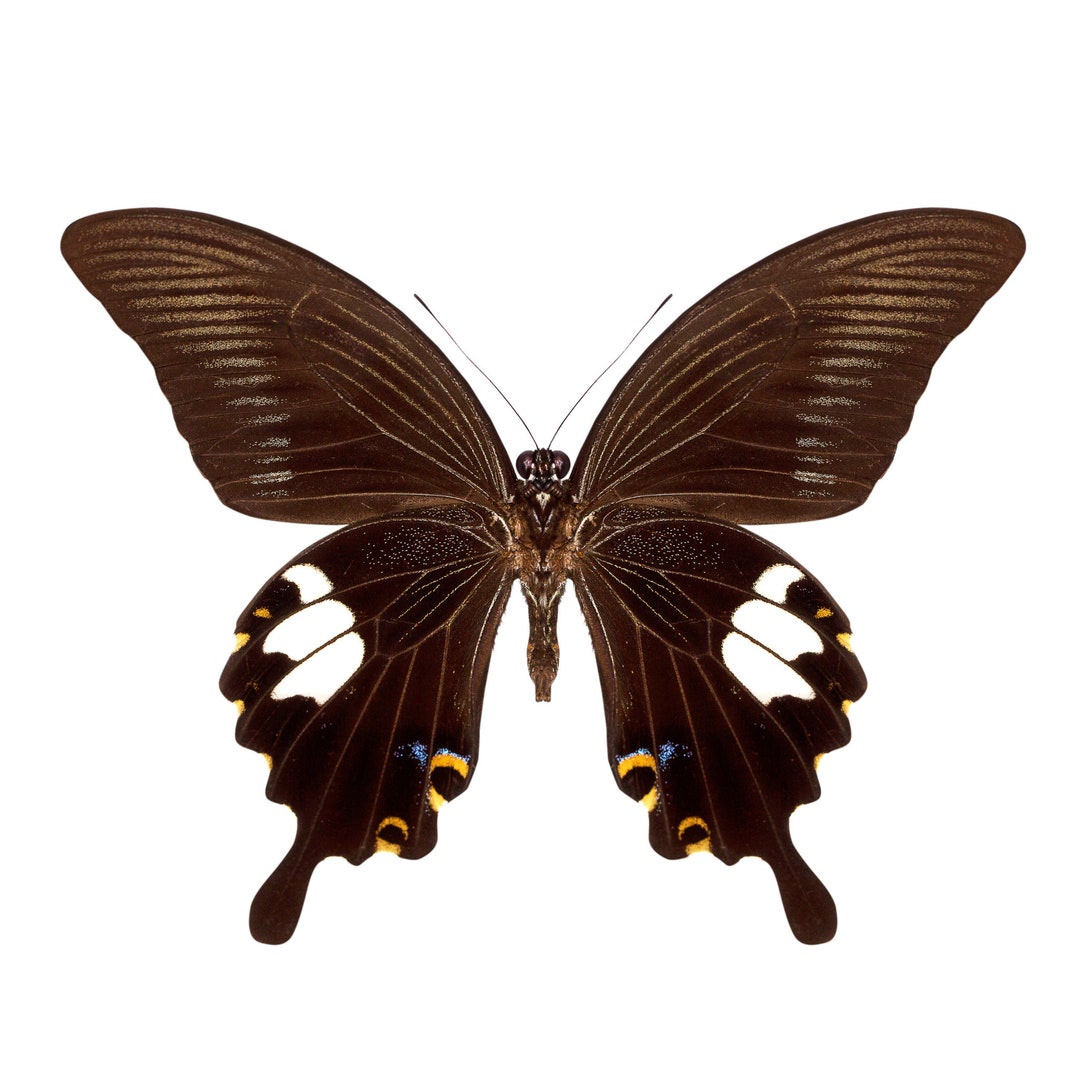 Papilio Helenus the Red Helen Swallowtail Tropical Dry Papered ...