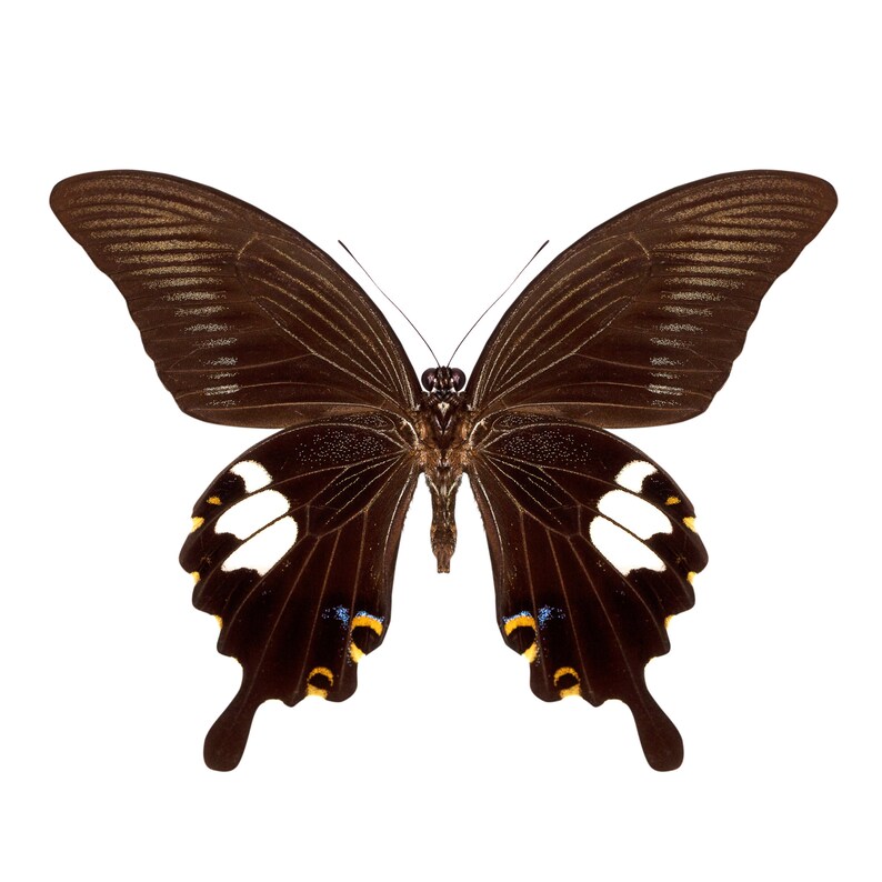 Papilio Helenus the Red Helen Swallowtail Tropical Dry Papered ...
